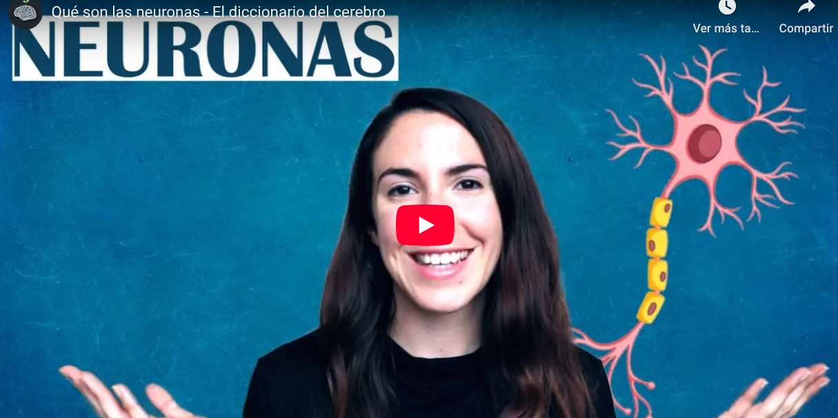 ¿Qué son las neuronas y cómo funciona la sinapsis? - EducaciónLab