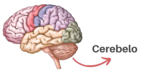 Lóbulos cerebrales y estructuras subcorticales - EducaciónLab