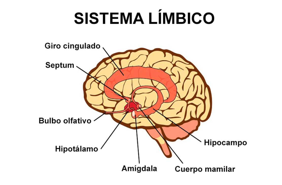Lóbulos cerebrales y estructuras subcorticales - EducaciónLab